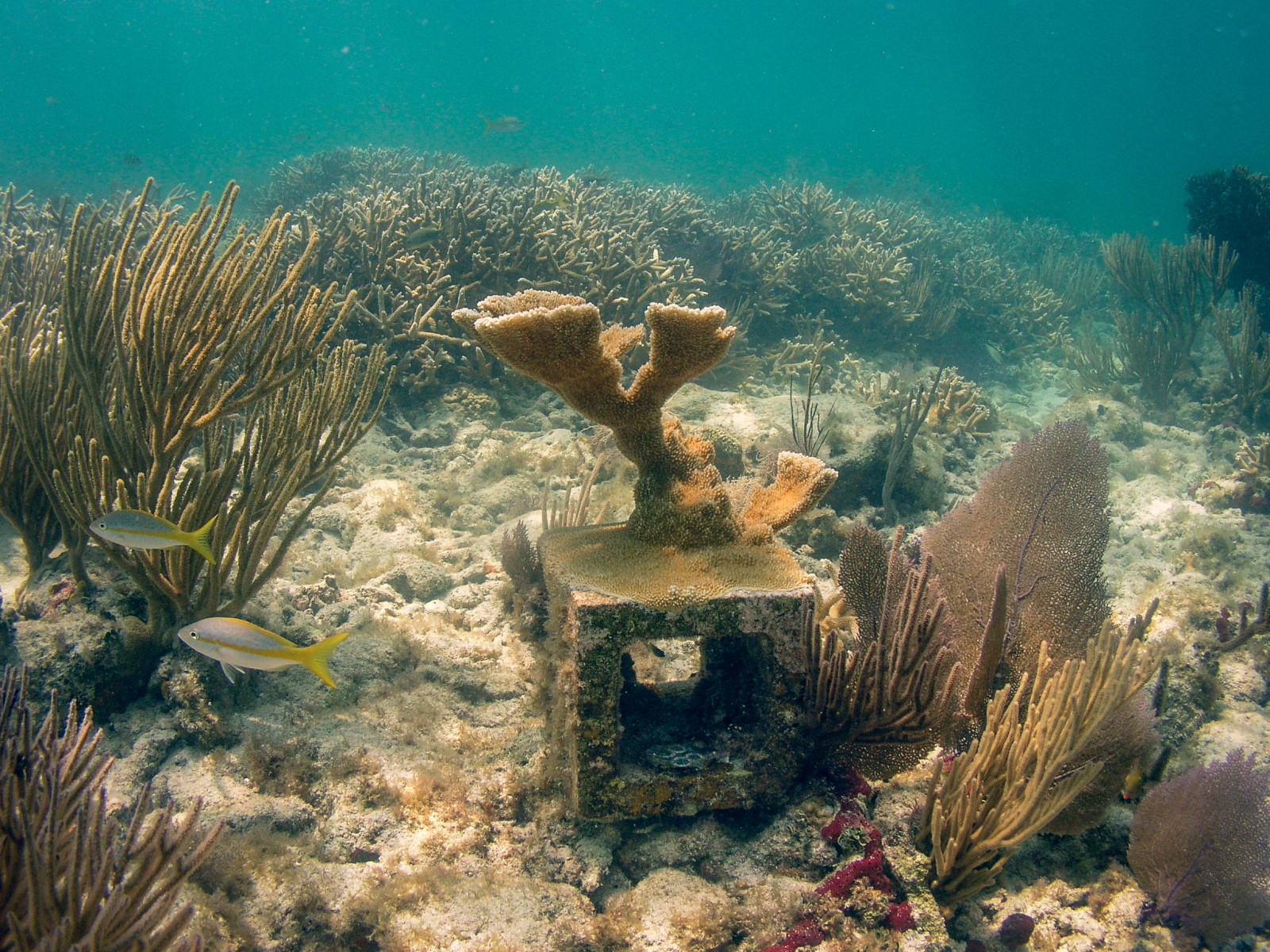 Rebuilding Coral Population in Florida | Byrd Polar and Climate ...