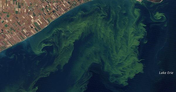 Forecast for Harmful Algal Blooms in Lake Erie 2024 | Byrd Polar and ...