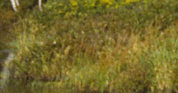 From the Basin to the Banks: Wetland Restoration | Byrd Polar and ...