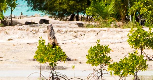 New Hybrid Forecasting Approach Significantly Improves El Niño ...