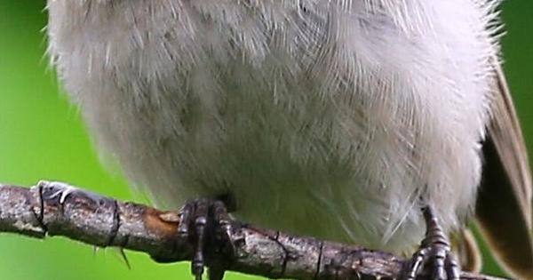 Birds And Climate Change | Byrd Polar and Climate Research Center